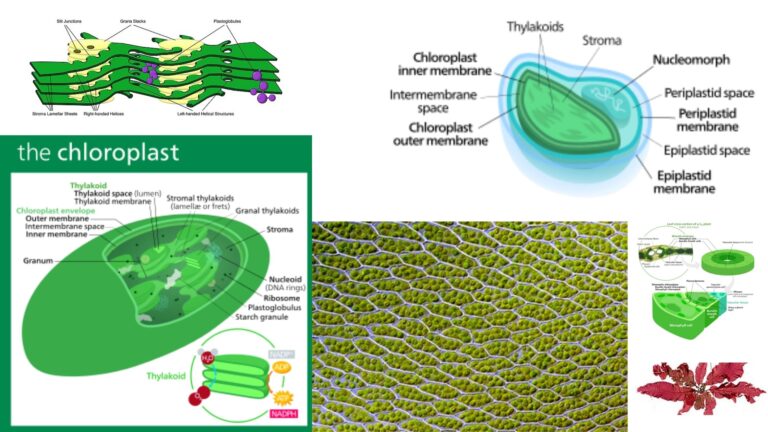 Pseudopod - Definition, Types, Formation, Functions, Examples - Biology ...
