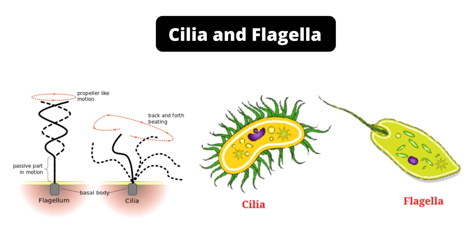 Cytoskeleton - Definition, Structure, Functions - Biology Notes Online