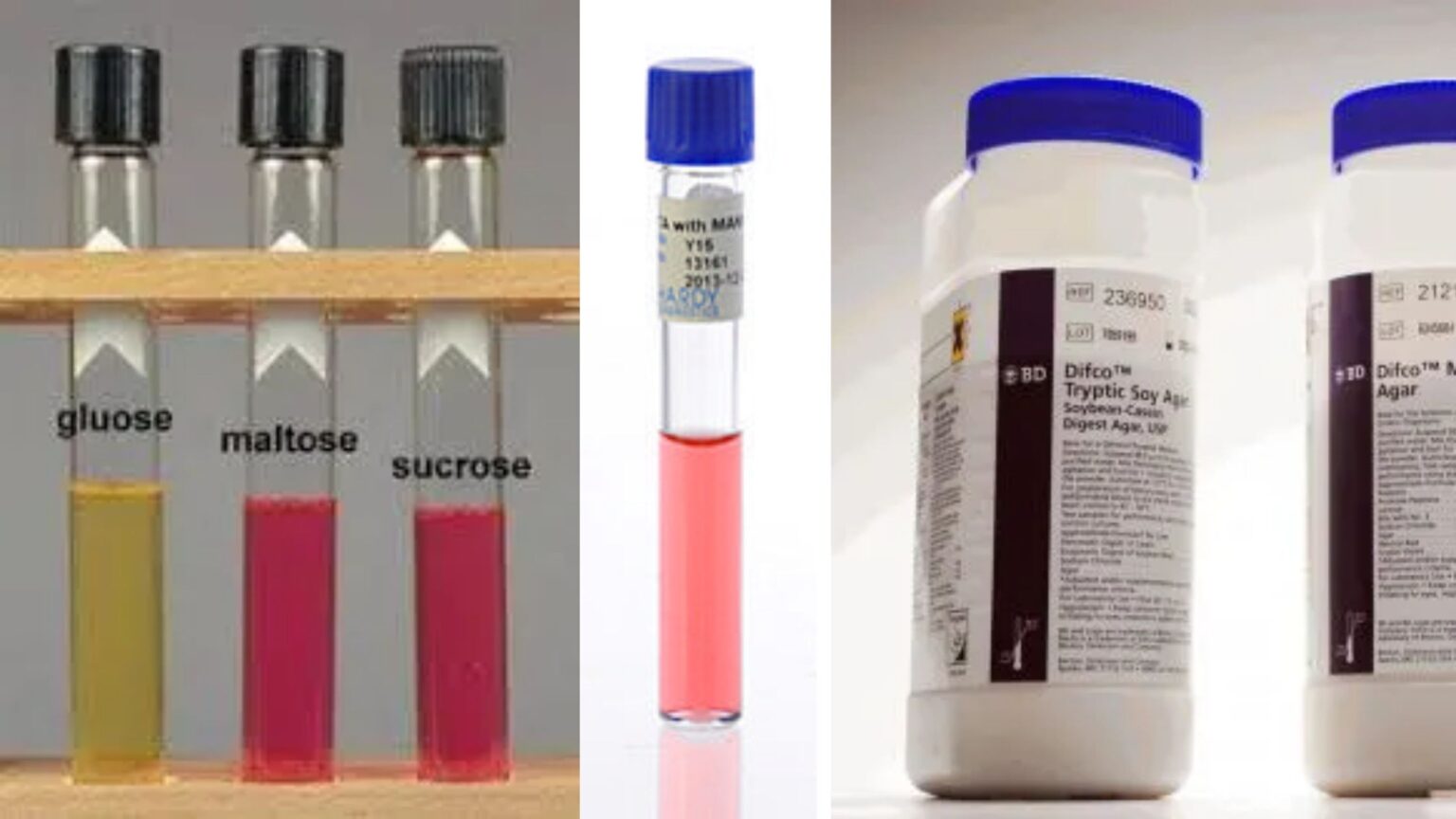 Nutrient Agar - Principle, Composition, Preparation, Results, Uses ...