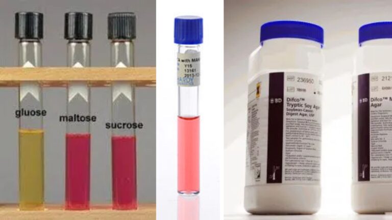 Mannitol Salt Agar (MSA) - Composition, Principle, Preparation, Results ...