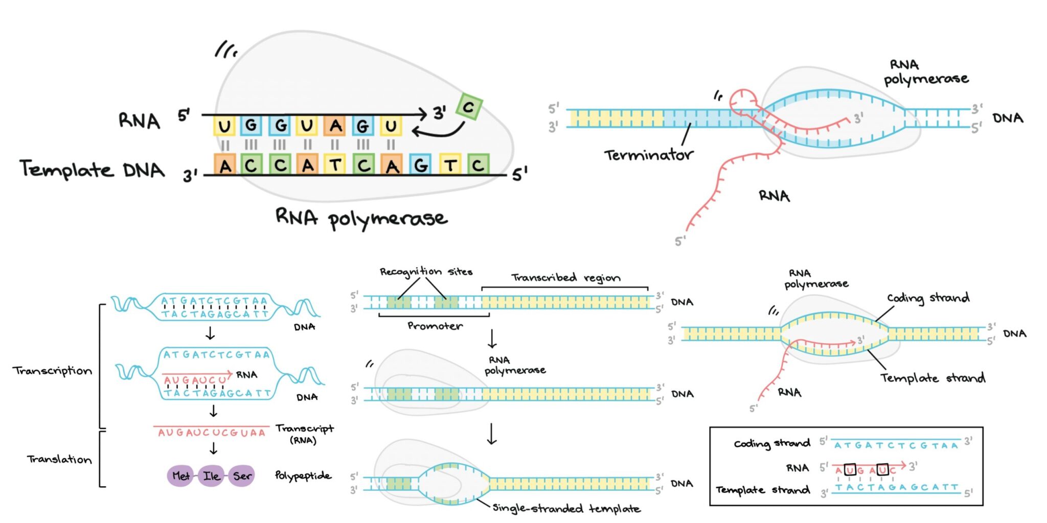 Translation In Eukaryotes - Protein synthesis in Eukaryotic - Biology ...