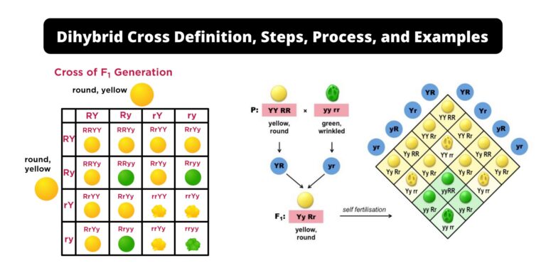 Epistasis - Definition, Causes, Types, Examples - Biology Notes Online