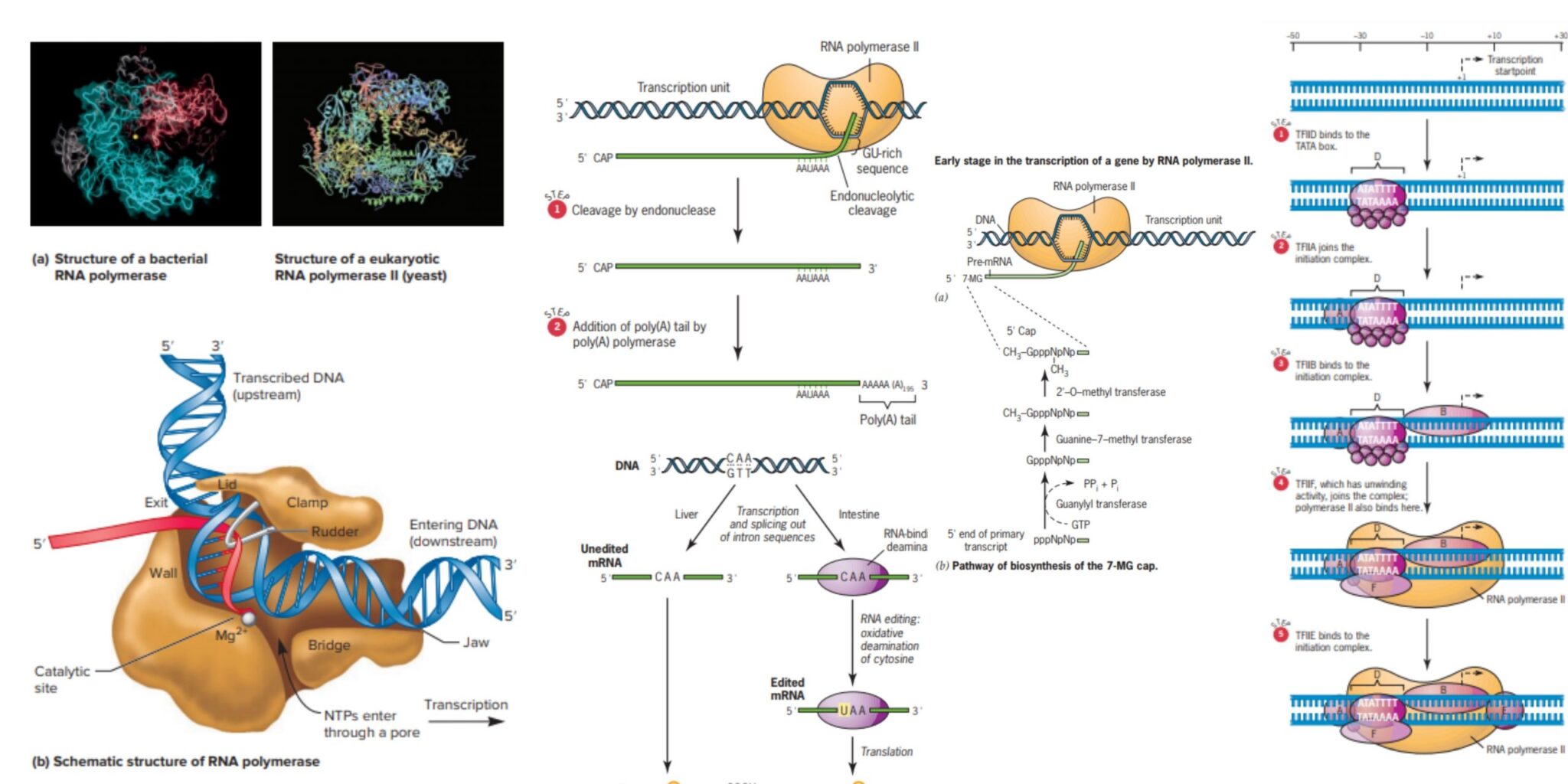 Translation In Eukaryotes - Protein synthesis in Eukaryotic - Biology ...