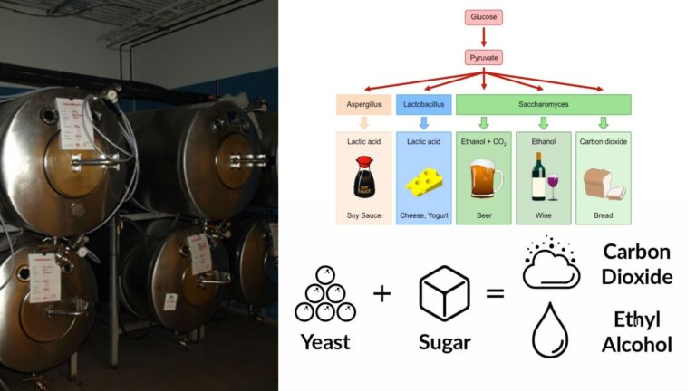 Pasteurization - Definition, Types, Process, Uses - Biology Notes Online
