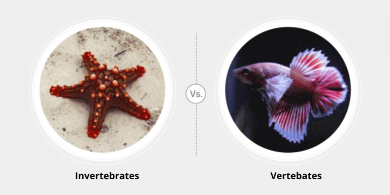 Invertebrates and Vertebrates Archives - Biology Notes Online