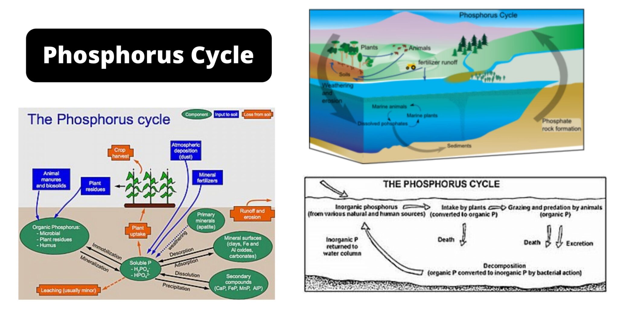 Sulphur cycle - Definition, Steps, Types, Importance - Biology Notes Online