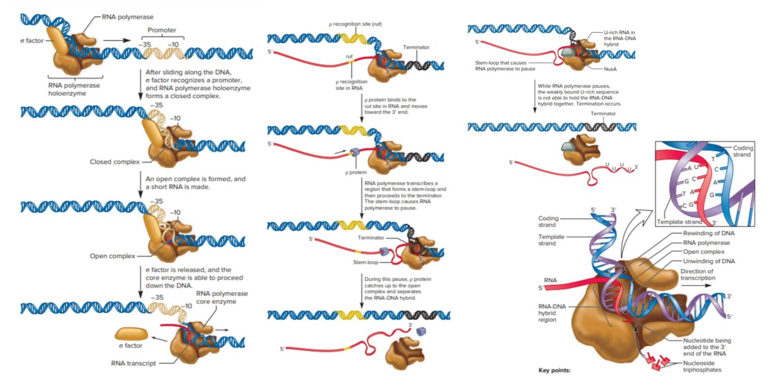 Frederick Griffith Experiment - Bacterial transformation - Biology ...