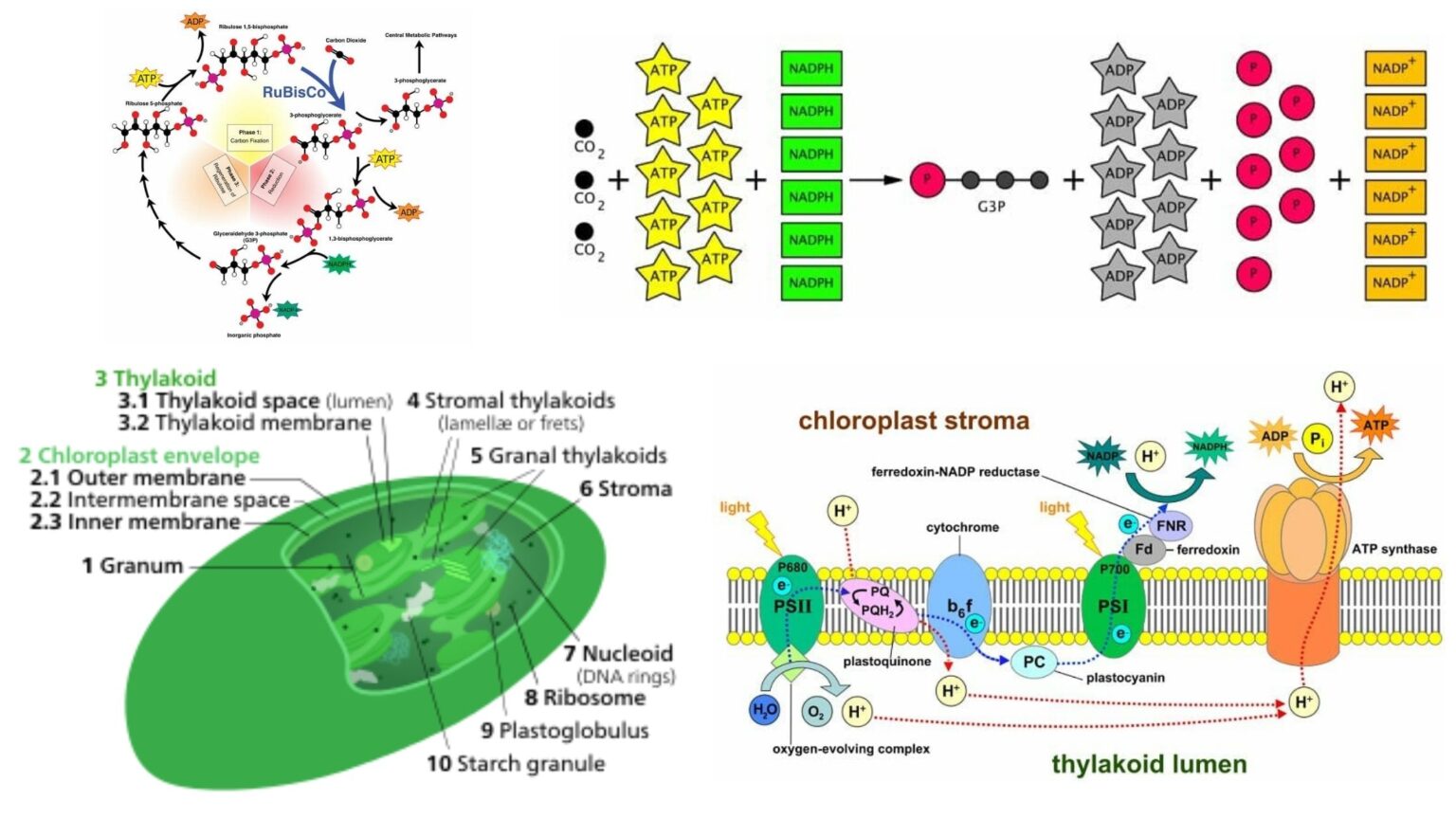 Lysosomes Definition Structure Formation Functions Types And Diagram Biology Notes Online