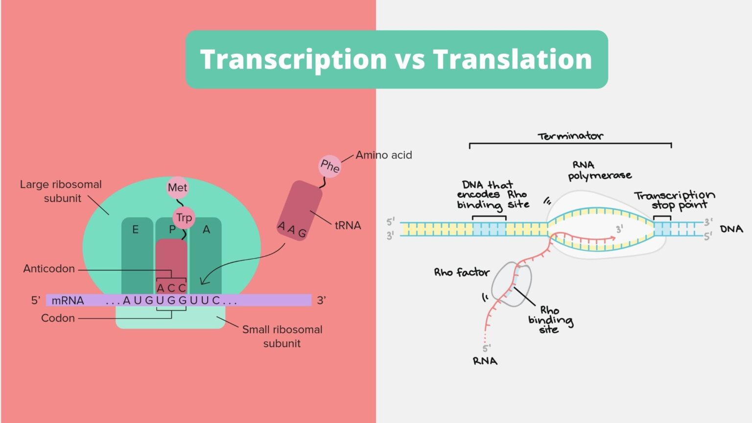 Difference Between Eukaryotic and Prokaryotic DNA replication - Biology ...
