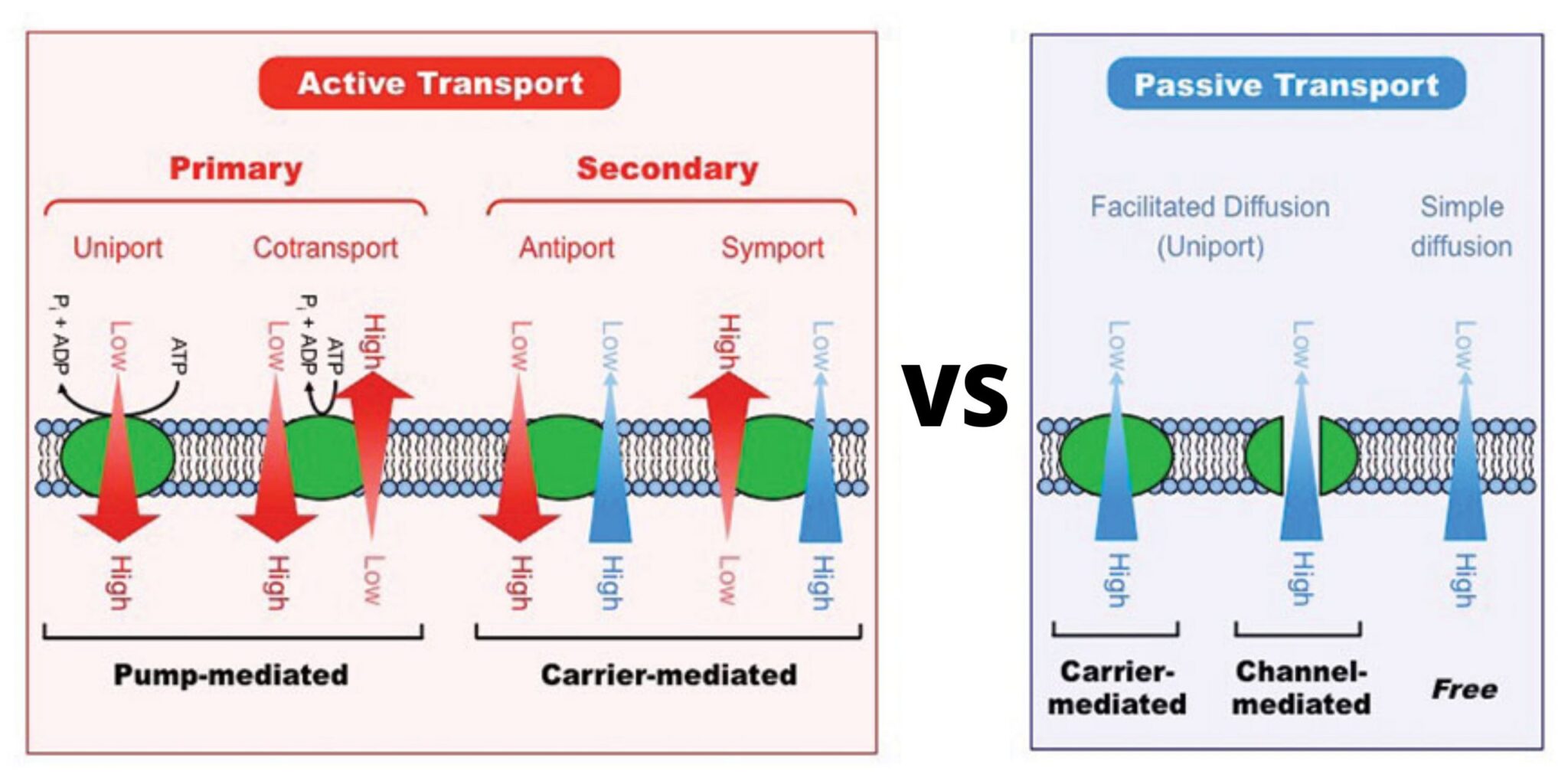 Introns vs Exons - Difference, Definition, Functions, Structure ...