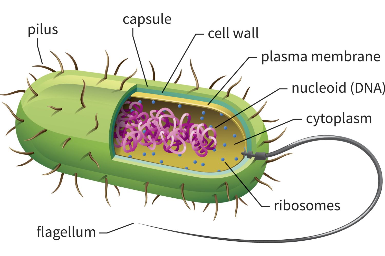 Prokaryotic cells - Definition, Structure, Characteristics, Examples ...