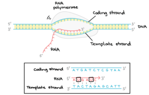 Transcription (RNA Synthesis) - Definition, Diagram, Steps, Inhibitors ...