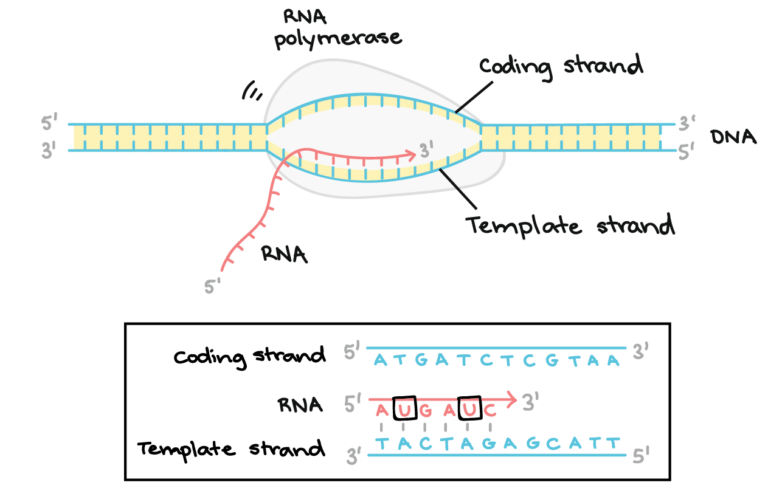 Transcription (RNA Synthesis) - Definition, Diagram, Steps, Inhibitors ...