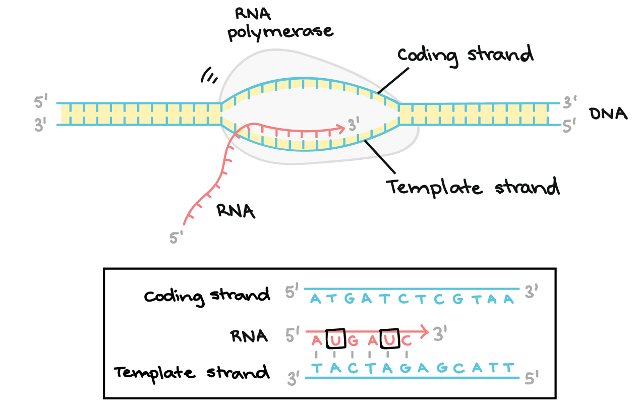 Transcription (RNA Synthesis) - Definition, Diagram, Steps, Inhibitors ...