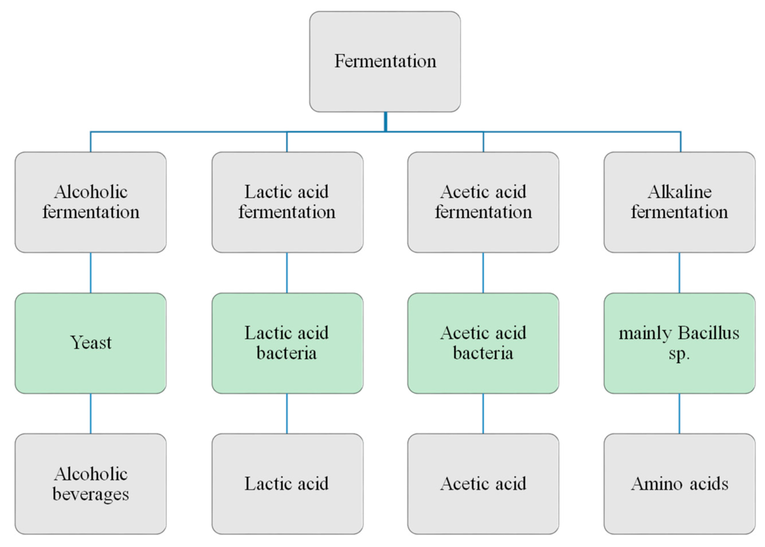 Fermentation - Definition, Types, Principle, Products, Stages ...