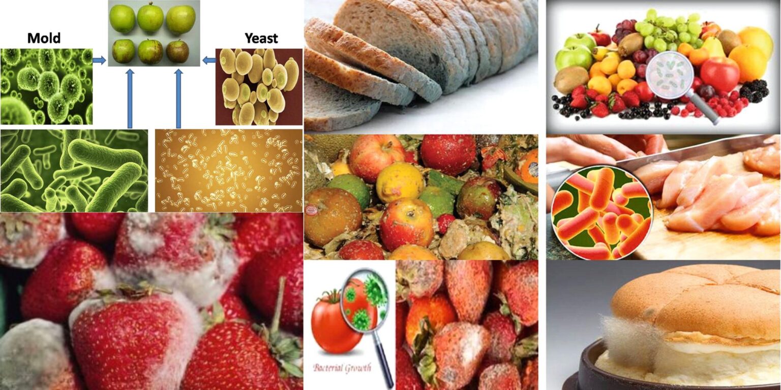 Microbial Food Spoilage - Causes, Classification, Process, Factors ...