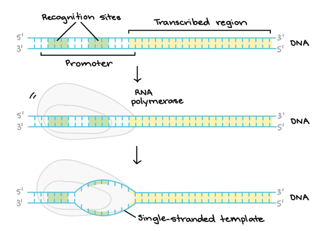Transcription (RNA Synthesis) - Definition, Diagram, Steps, Inhibitors ...