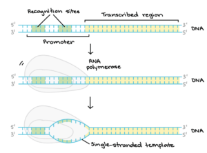 Transcription (RNA Synthesis) - Definition, Diagram, Steps, Inhibitors ...