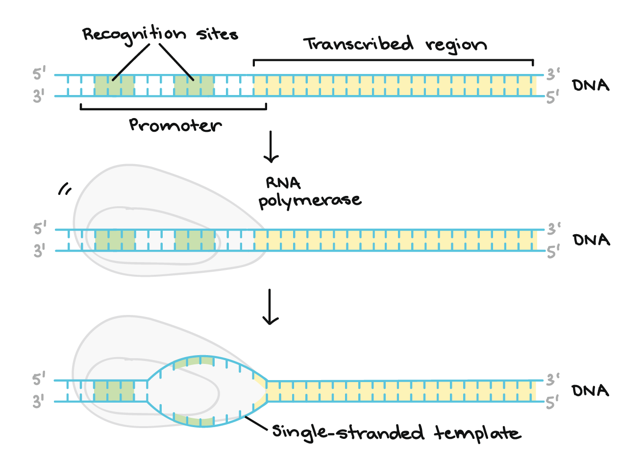 Transcription (RNA Synthesis) - Definition, Diagram, Steps, Inhibitors ...