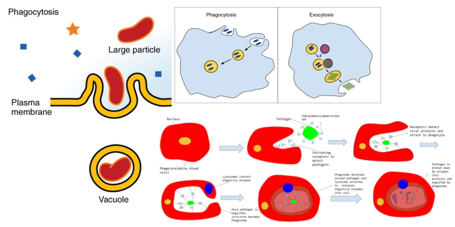 Agglutination Reaction - Definition, Types, Mechanism, Applications ...