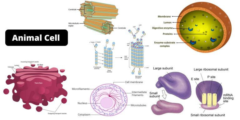 Cell Structure And Functions - Cell Organelles - Biology Notes Online