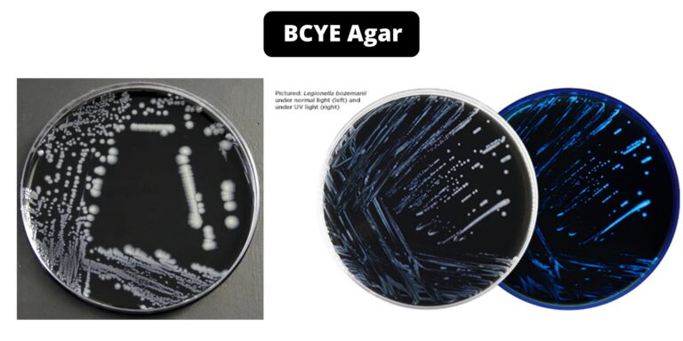 Bismuth Sulphite Agar (BSA) - Composition, Principle, Preparation ...