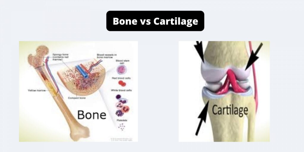 Difference Between Bone and Cartilage - Bone vs Cartilage - Biology ...