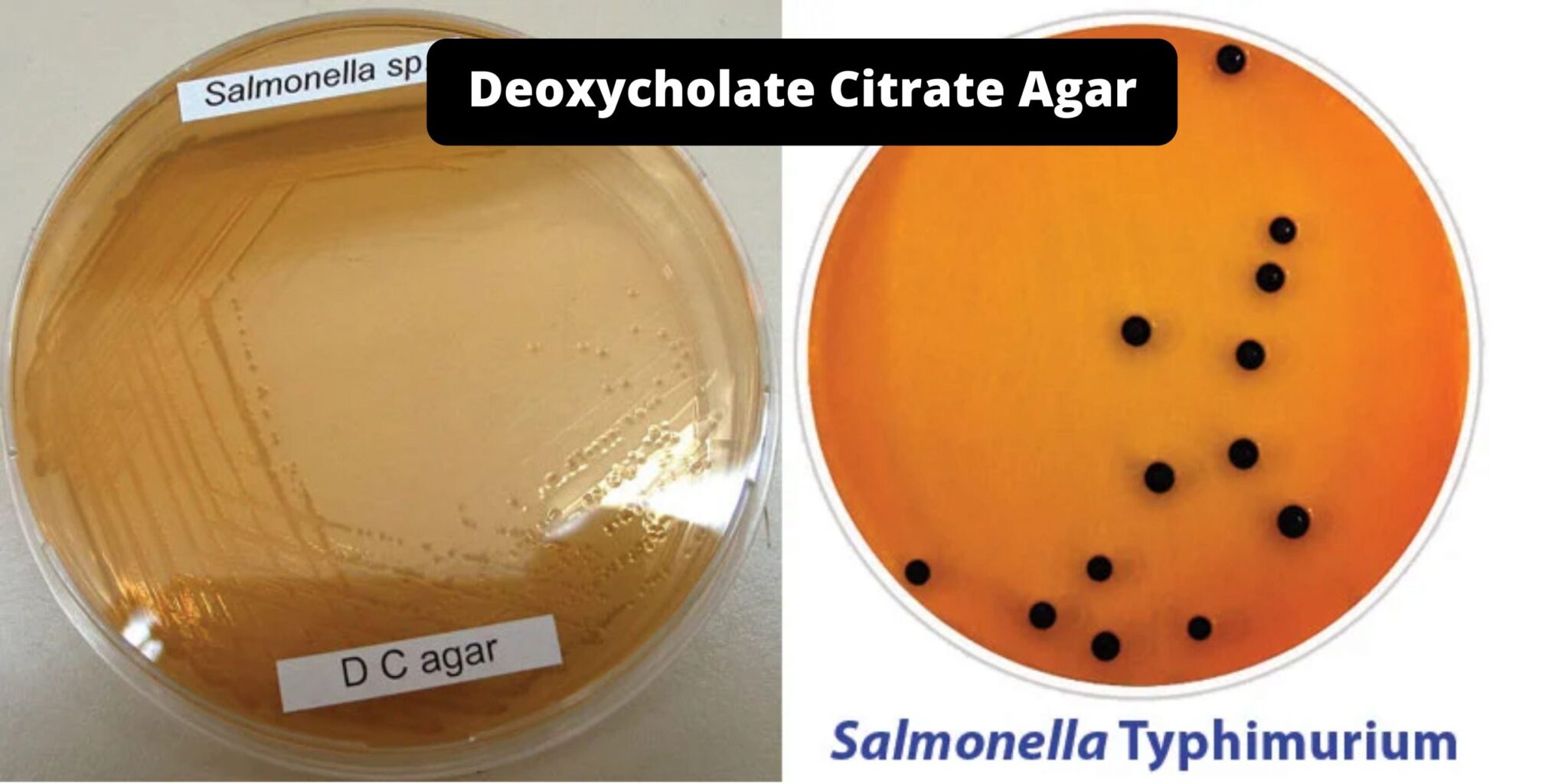 Simmons Citrate Agar - Composition, Principle, Preparation, Results ...