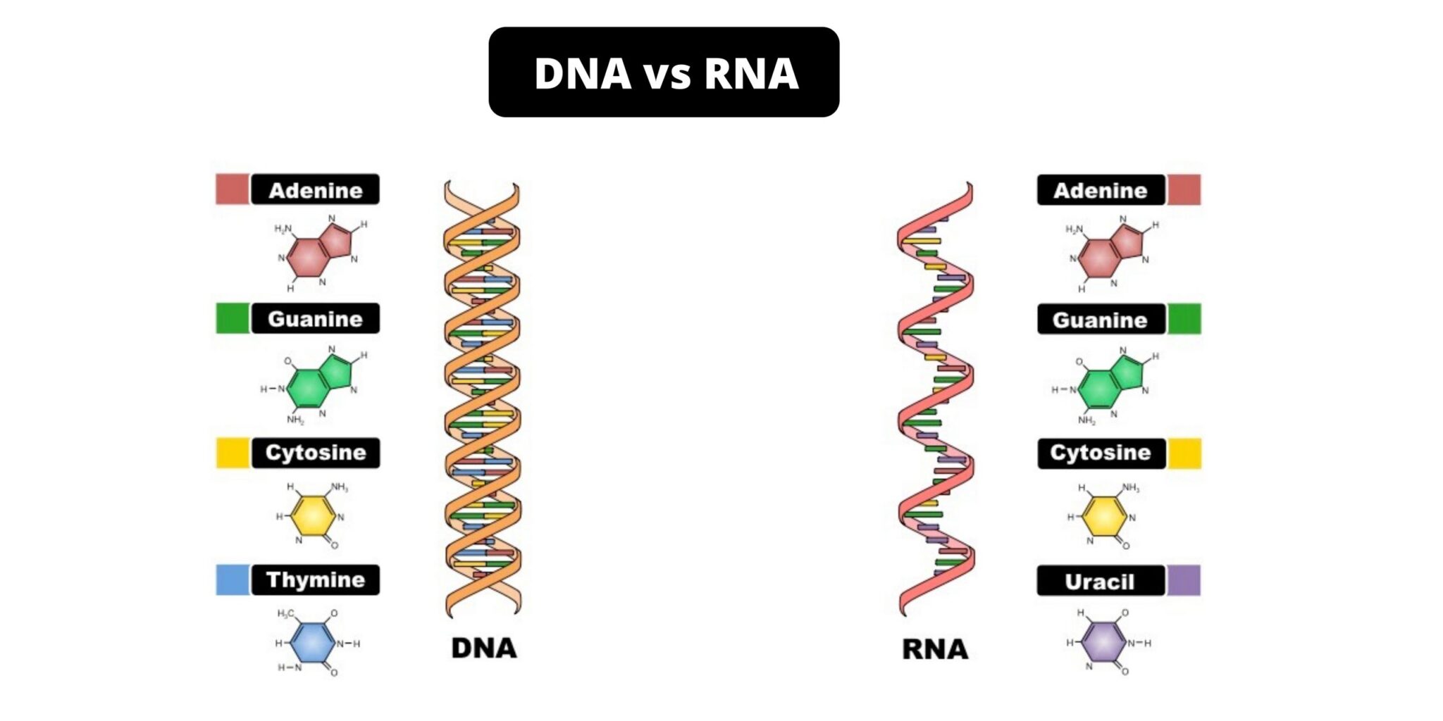 23 Difference Between Batch and Continuous Culture - Biology Notes Online 23 Difference Between Batch and Continuous Culture - Biology Notes Online