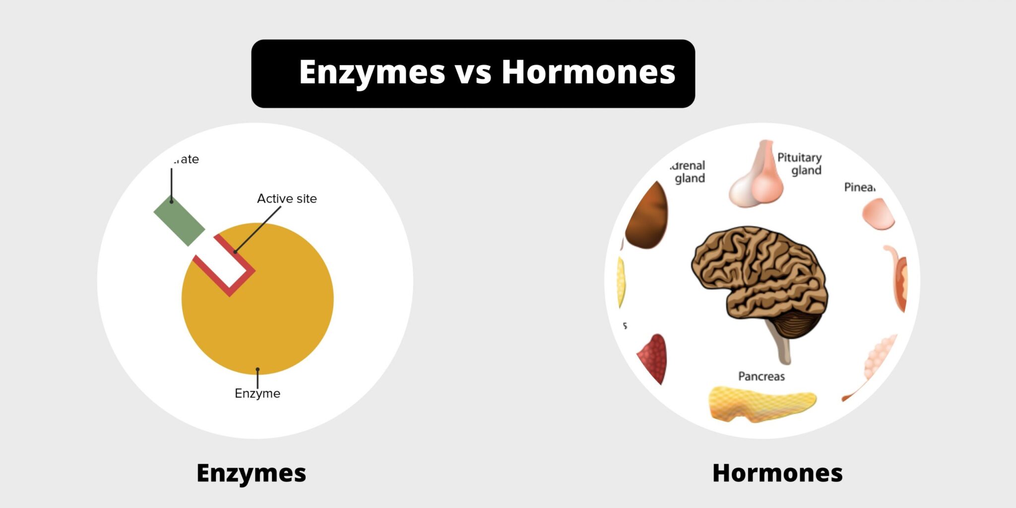 Difference Between RNA Primer and DNA Primer - RNA Primer vs DNA Primer ...
