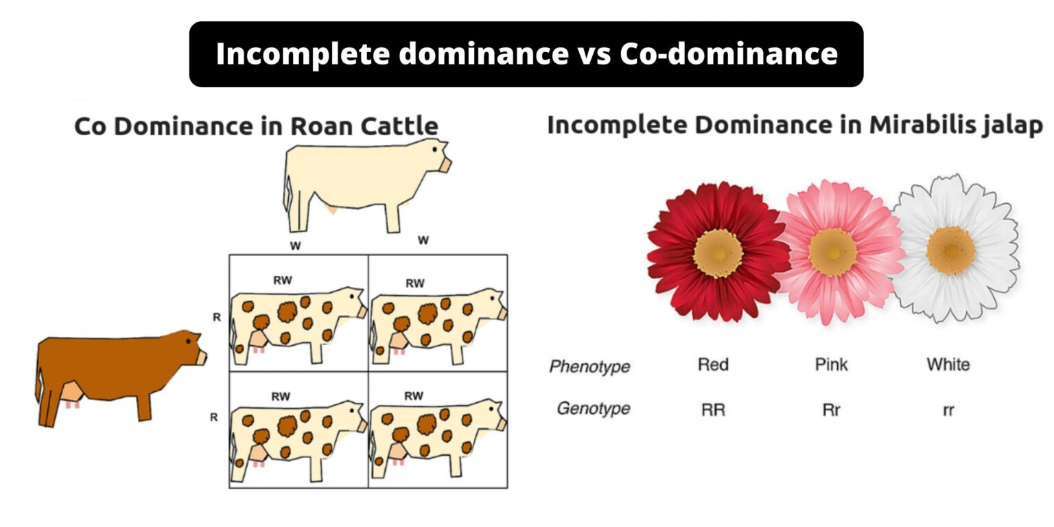 Difference Between Independent and Dependent variables - Biology Notes ...