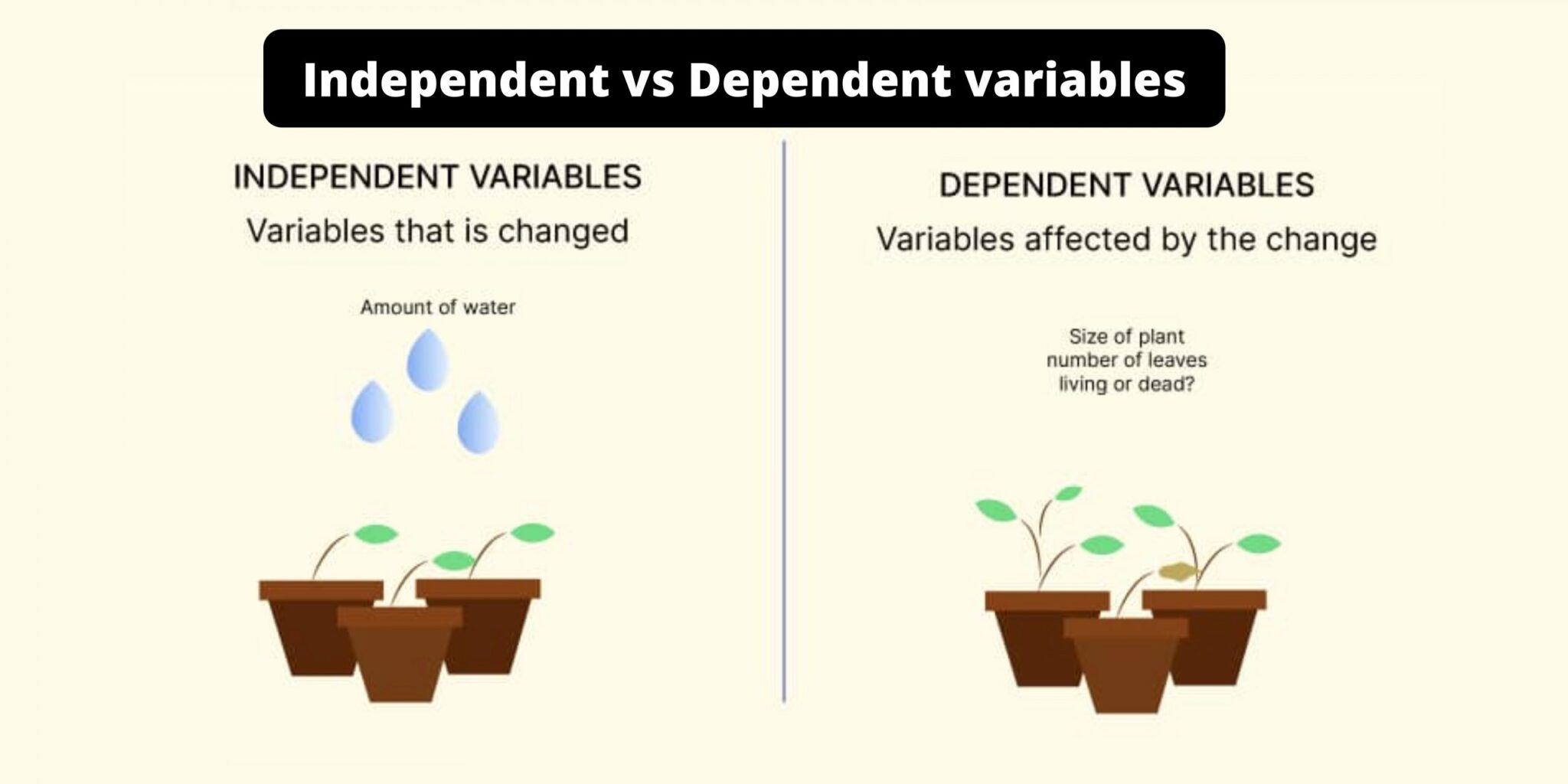 Taproot vs Fibrous root - Difference between Taproot and Fibrous root ...