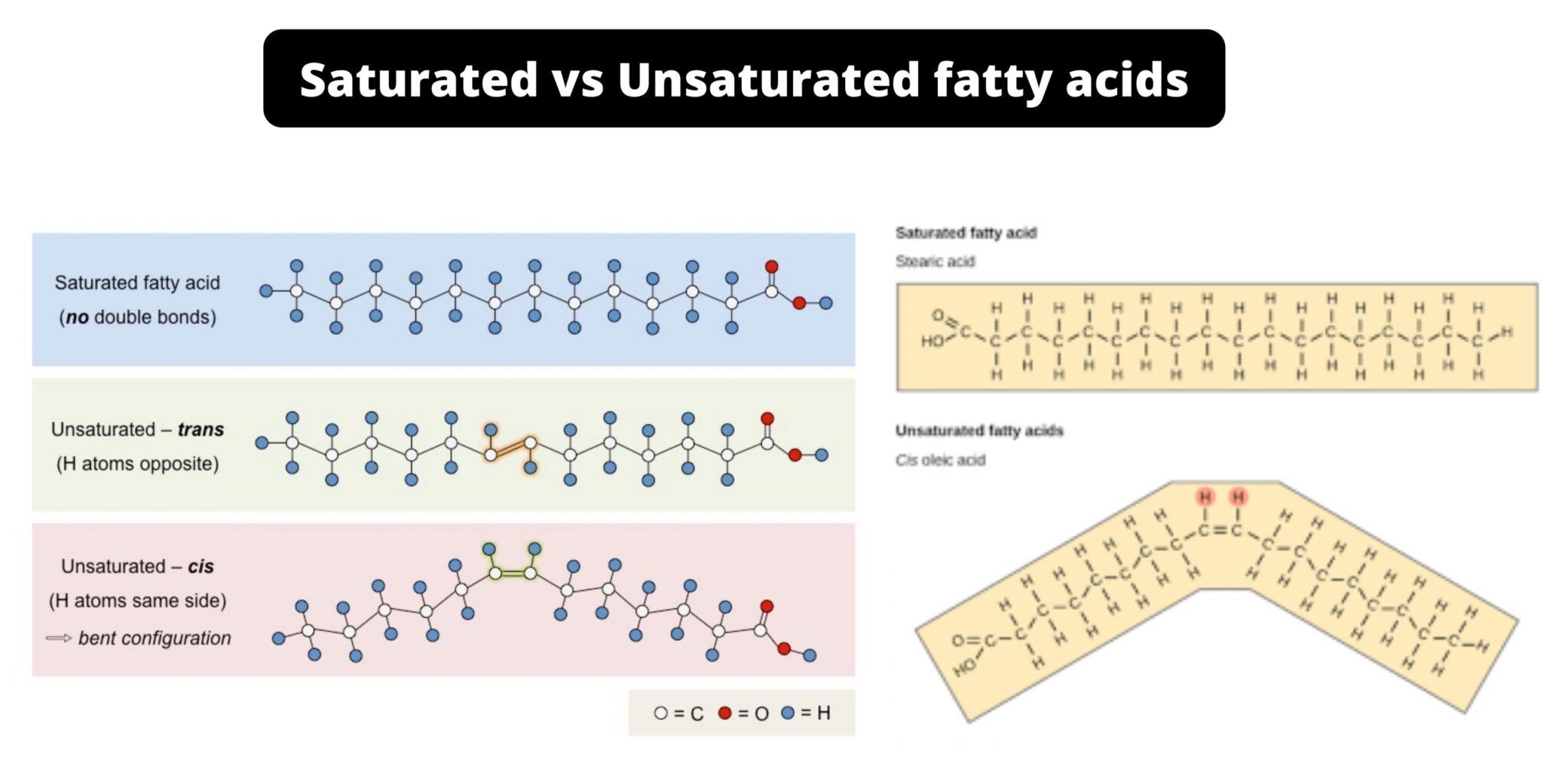 Comparison Between Acid Fast and Non Acid Fast Bacteria - Biology Notes ...