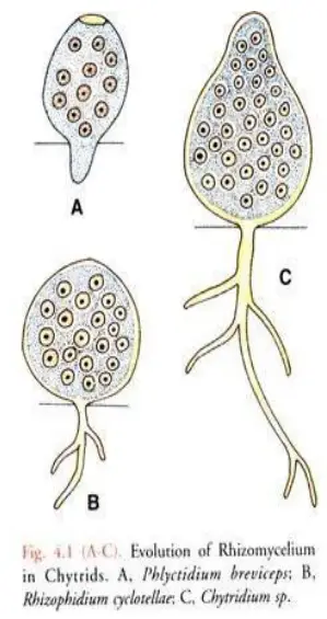 Phylum Chytridiomycota Examples