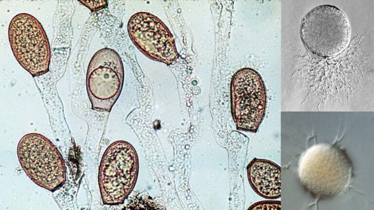 Basidiomycetes - Life cycle, Characteristics, Significance, Mycelium ...