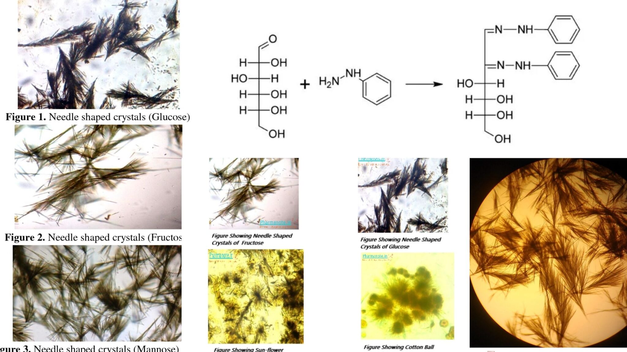 Nitrate Reduction Test Procedure Principle Result Biology Notes Online