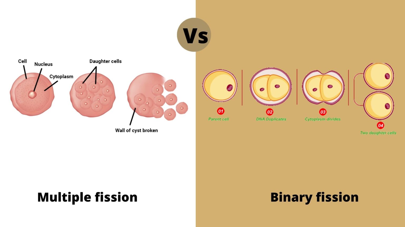 Introns vs Exons - Difference, Definition, Functions, Structure ...