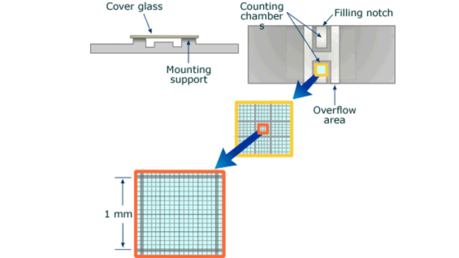 Hemocytometer and Haemocytometry - Biology Notes Online