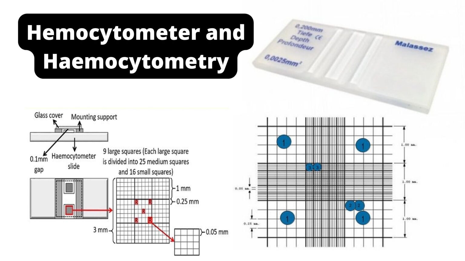 Quantitative Buffy Coat Test (QBC Test) - Biology Notes Online