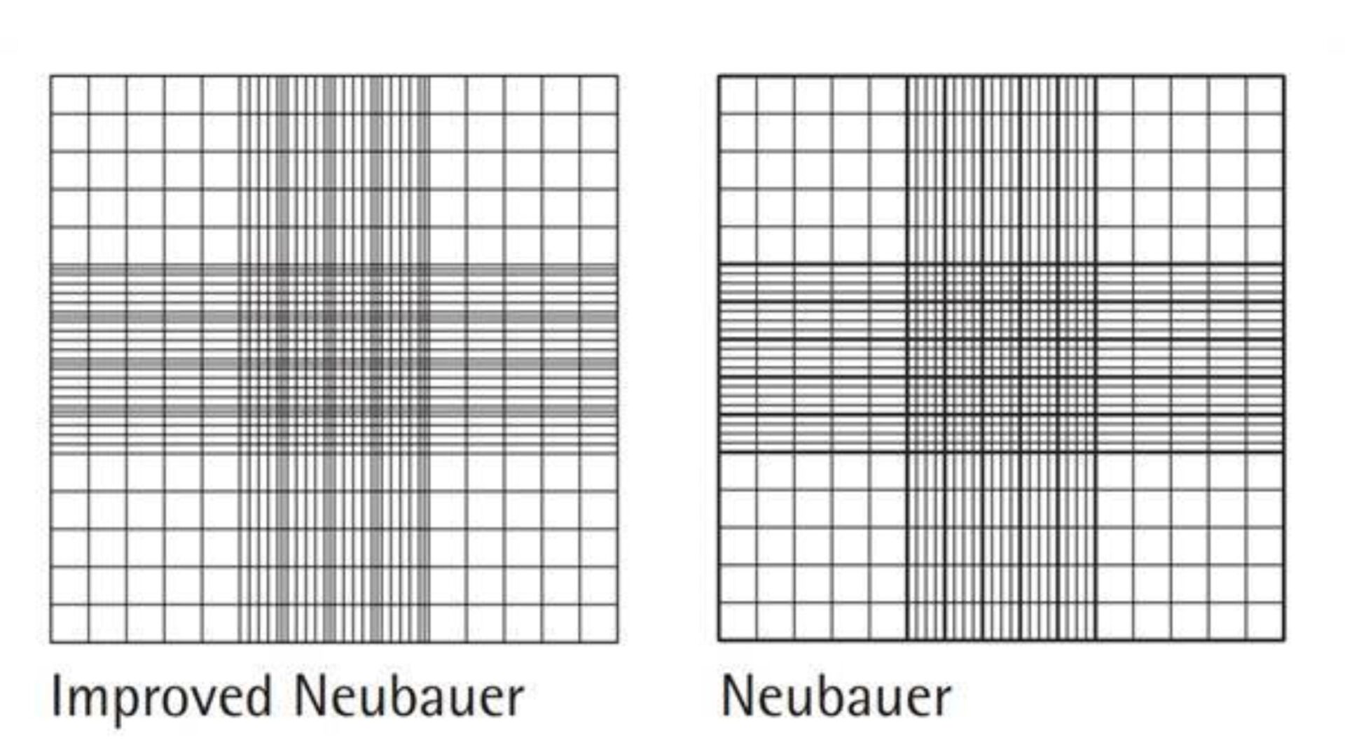 Hemocytometer and Haemocytometry - Biology Notes Online