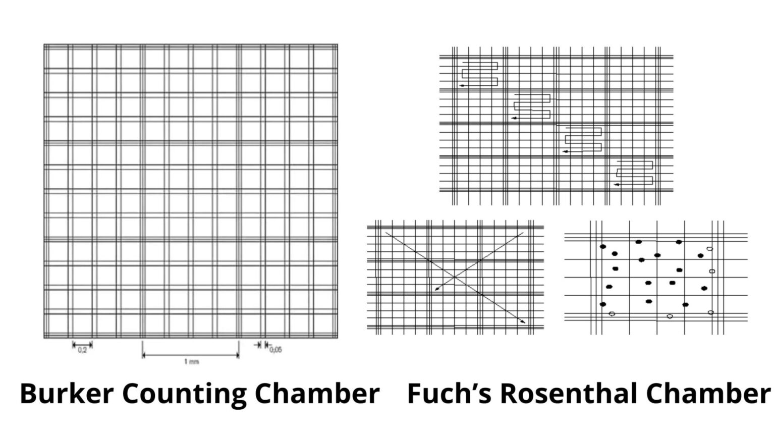Hemocytometer and Haemocytometry - Biology Notes Online