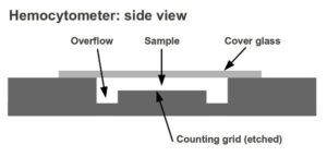 Hemocytometer And Haemocytometry - Biology Notes Online