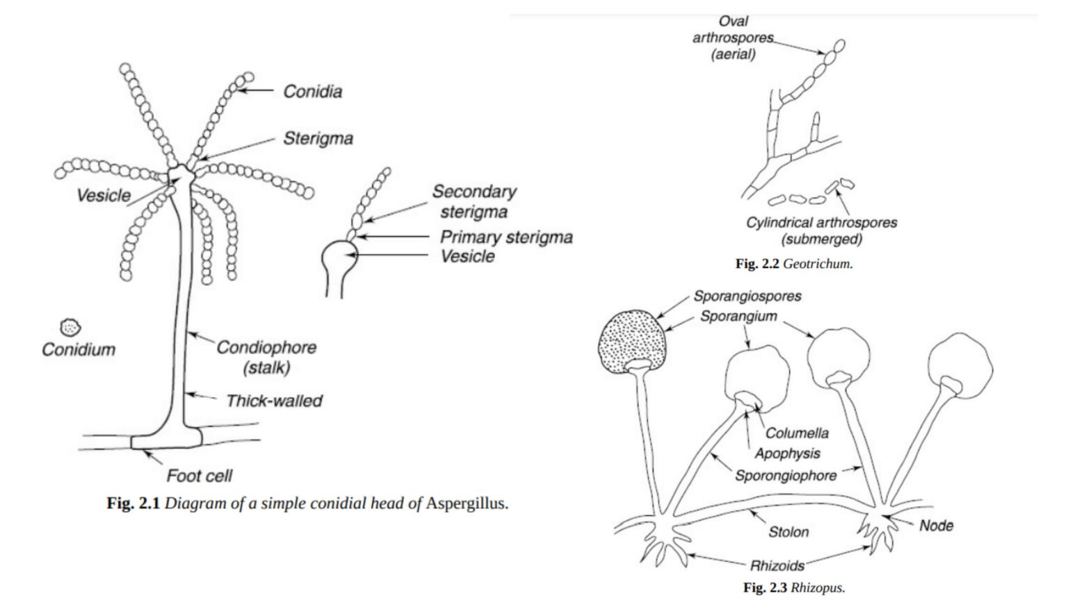 Food Microflora - Molds - Biology Notes Online