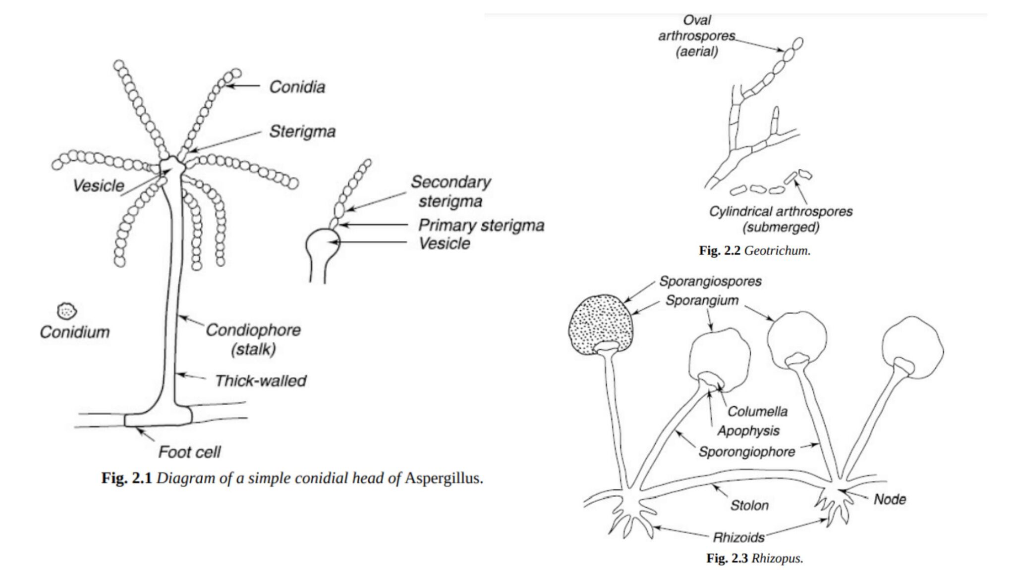 Food Microflora - Molds - Biology Notes Online