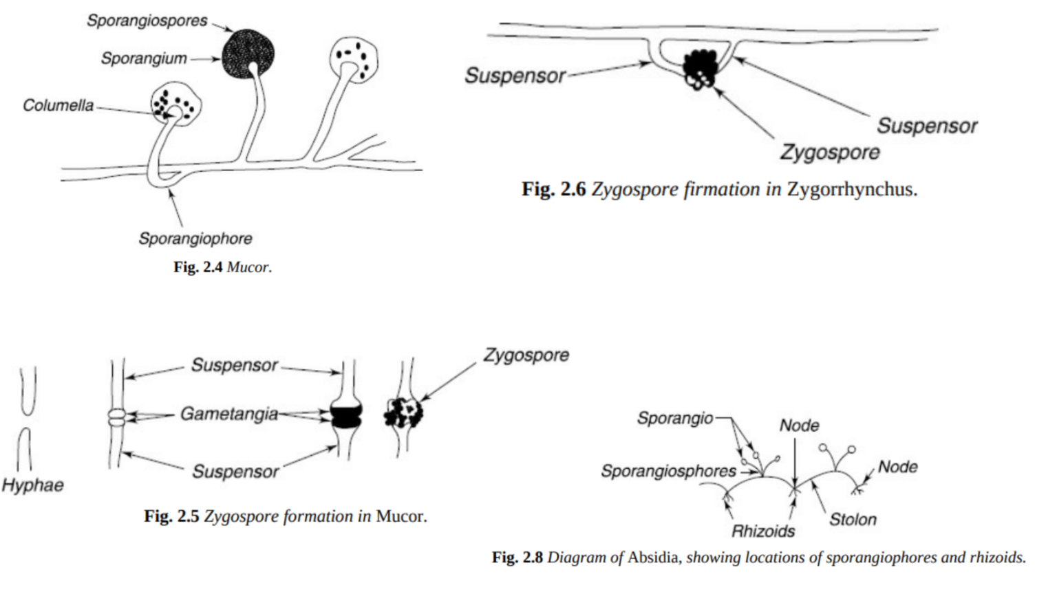 Food Microflora - Molds - Biology Notes Online