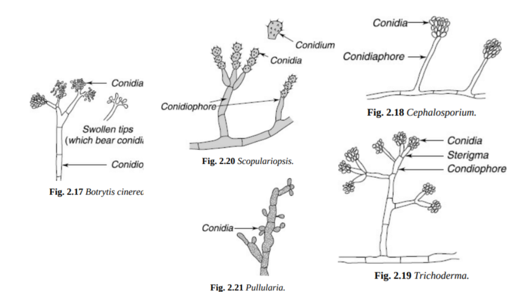 Food Microflora - Molds - Biology Notes Online