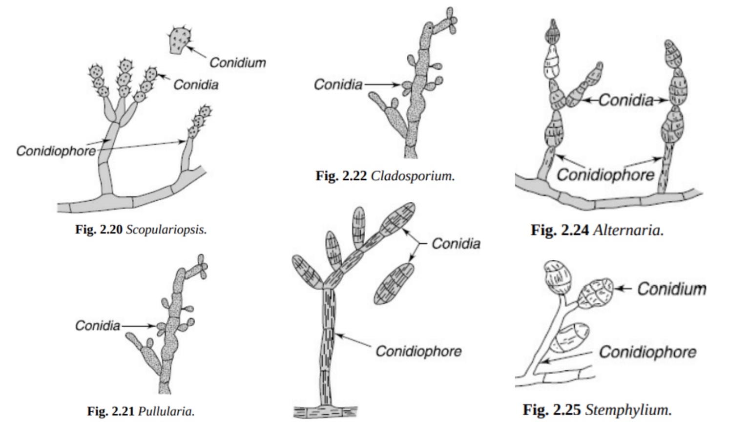 Food Microflora - Molds - Biology Notes Online