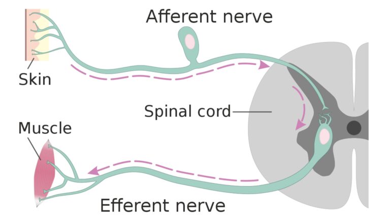 Afferent vs Efferent Neuron - Differences between Afferent and Efferent ...