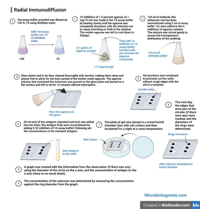 Radial Immunodiffusion - Principle, Procedure, Result, Uses - Biology ...