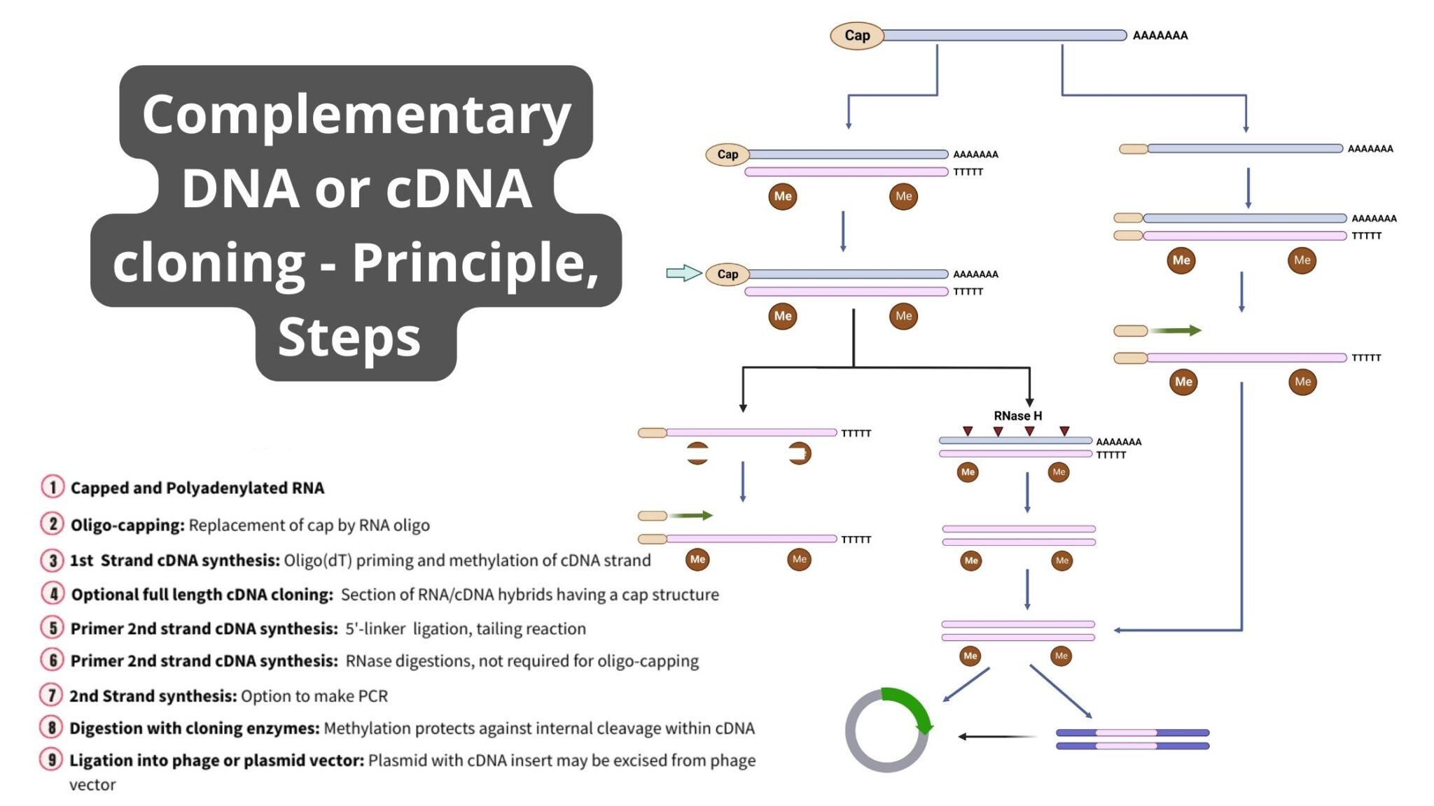 Rolling Circle Replication - Mechanism, Application - Biology Notes Online